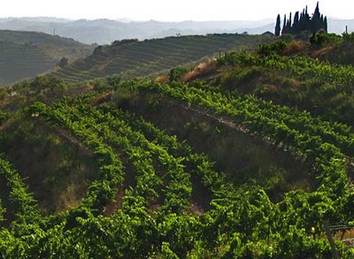 Todo sobre la la D.O. Priorato | Tienda de Vino